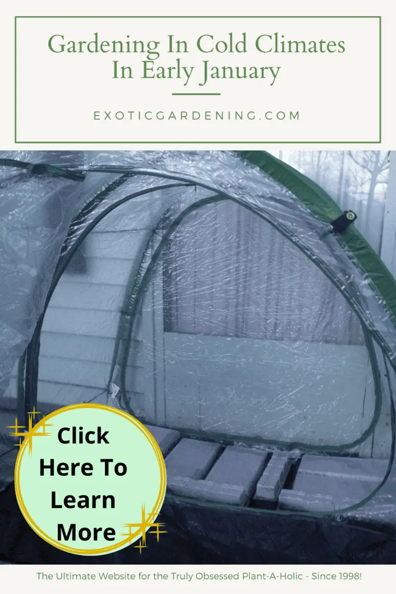 Gardening In Cold Climates In Early January - Exotic Gardening