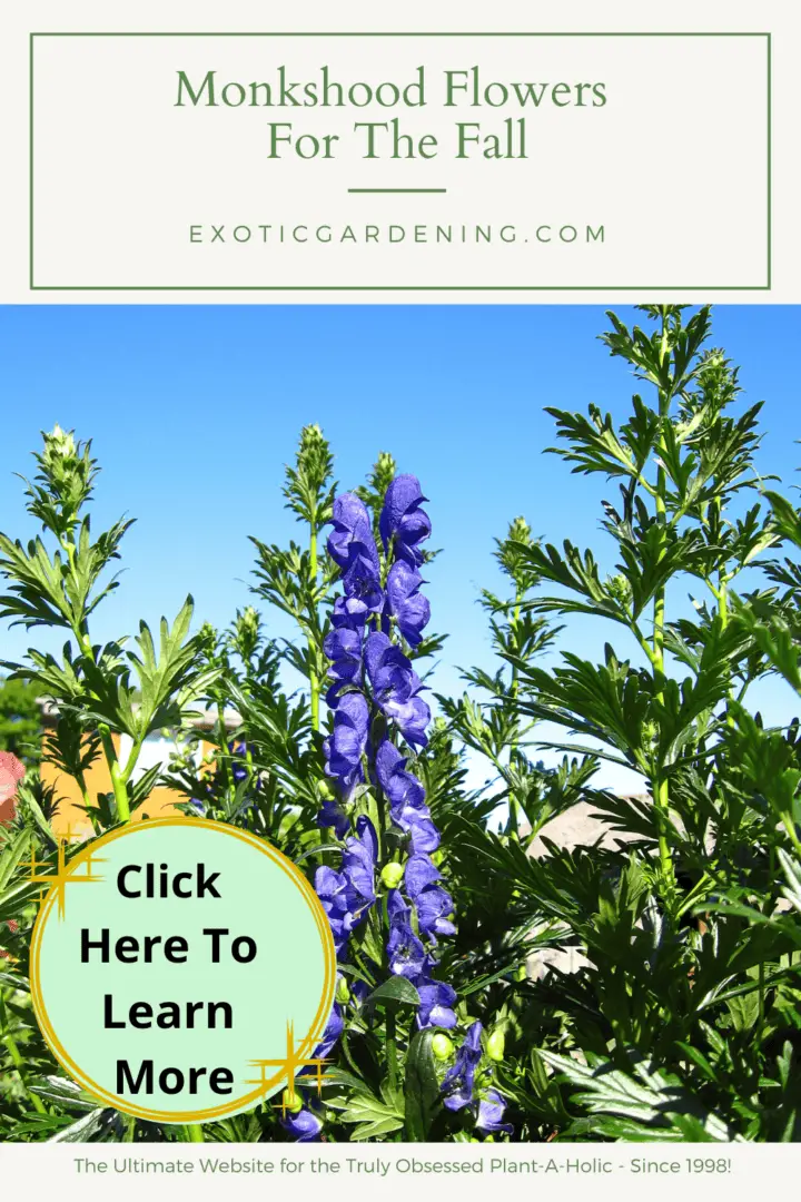 Monkshood Flowers for the Fall: A Majestic and Toxic Beauty - Exotic ...