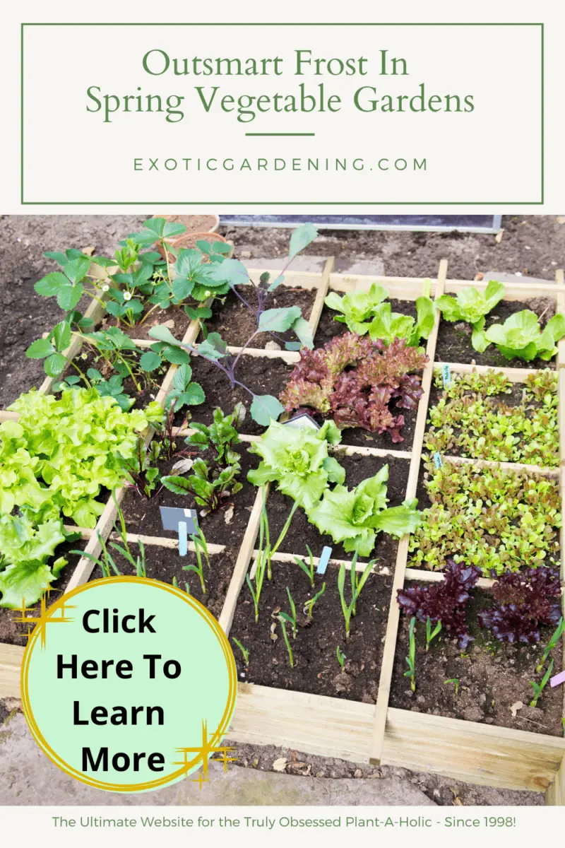 Outsmart Frost In Spring Vegetable Gardens - Exotic Gardening