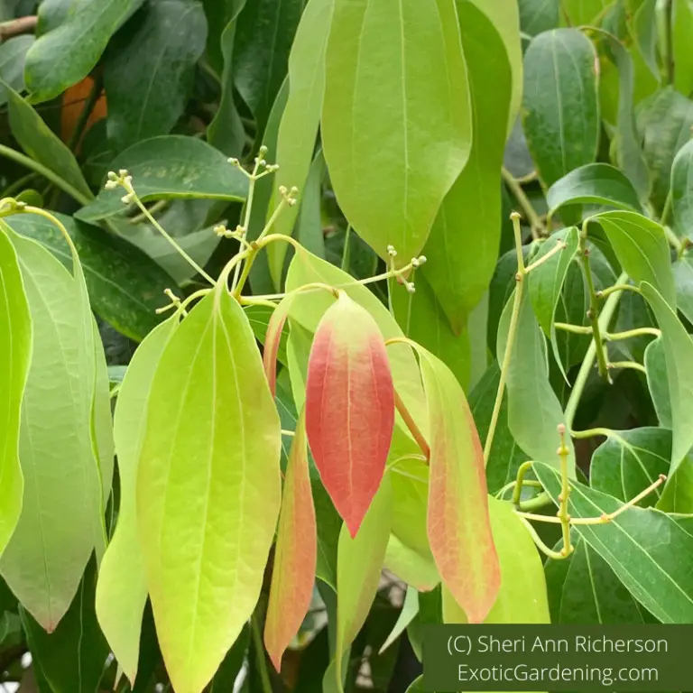 How To Grow Cinnamon - Exotic Gardening