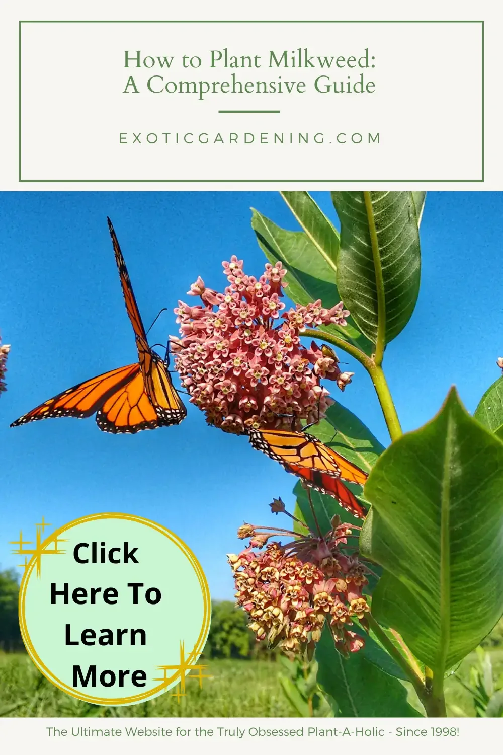 How to Plant Milkweed: A Comprehensive Guide - Exotic Gardening
