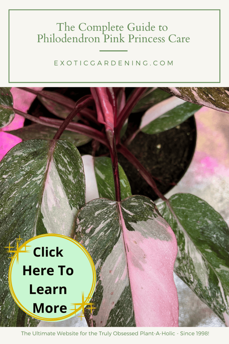The Complete Guide to Philodendron Pink Princess Care - Exotic Gardening