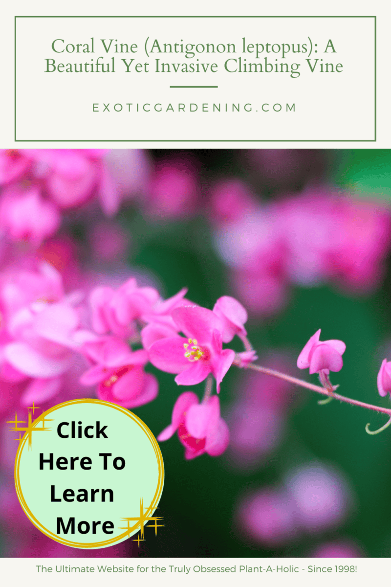 Coral Vine (Antigonon leptopus): A Beautiful Yet Invasive Climbing Vine ...