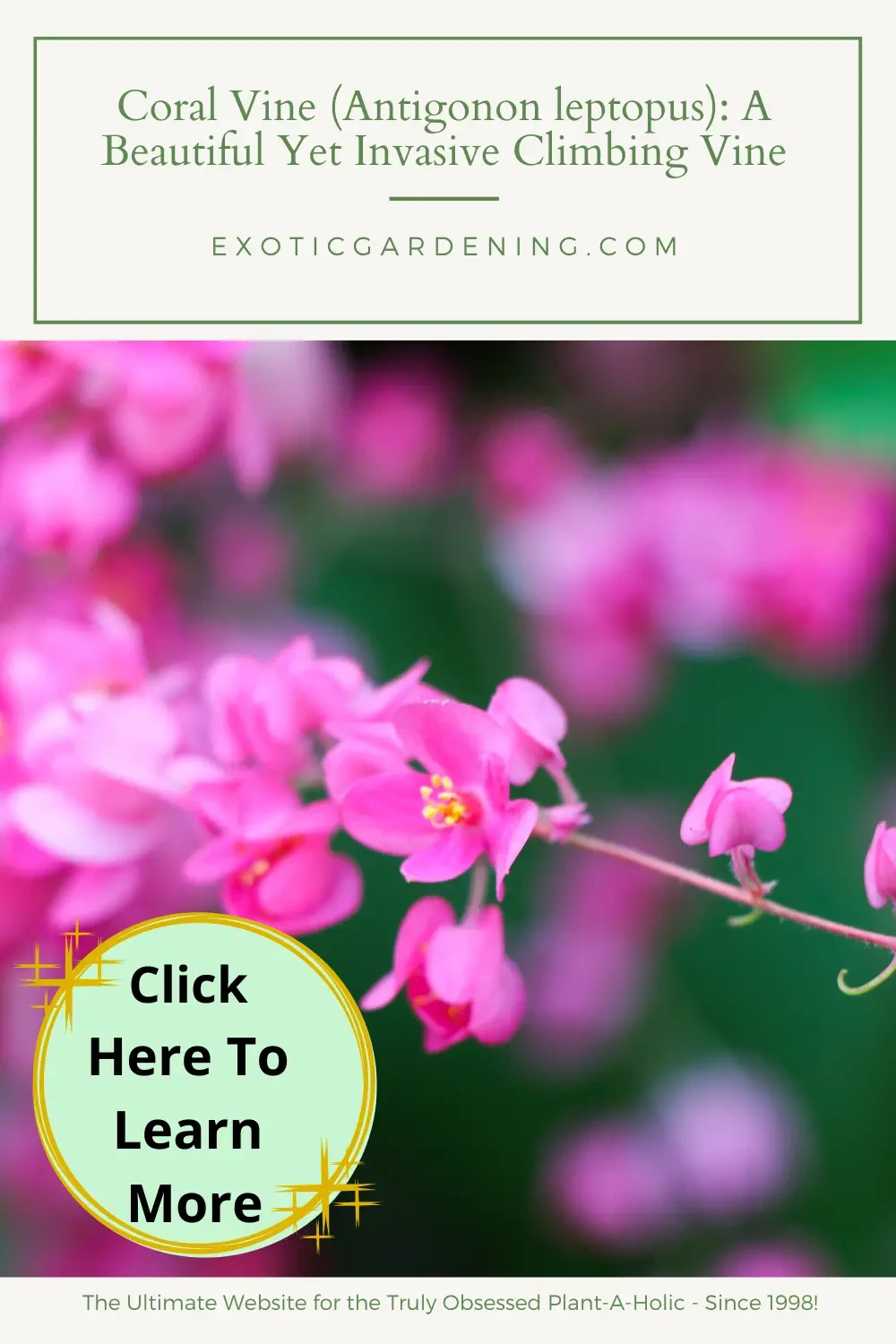 Coral Vine (Antigonon leptopus): A Beautiful Yet Invasive Climbing Vine ...