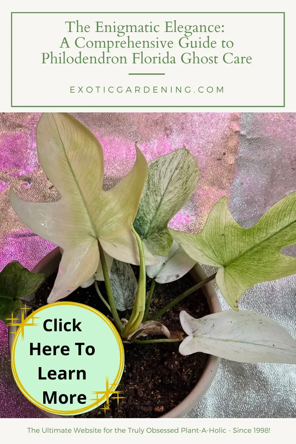 The Enigmatic Elegance: A Comprehensive Guide to Philodendron Florida ...
