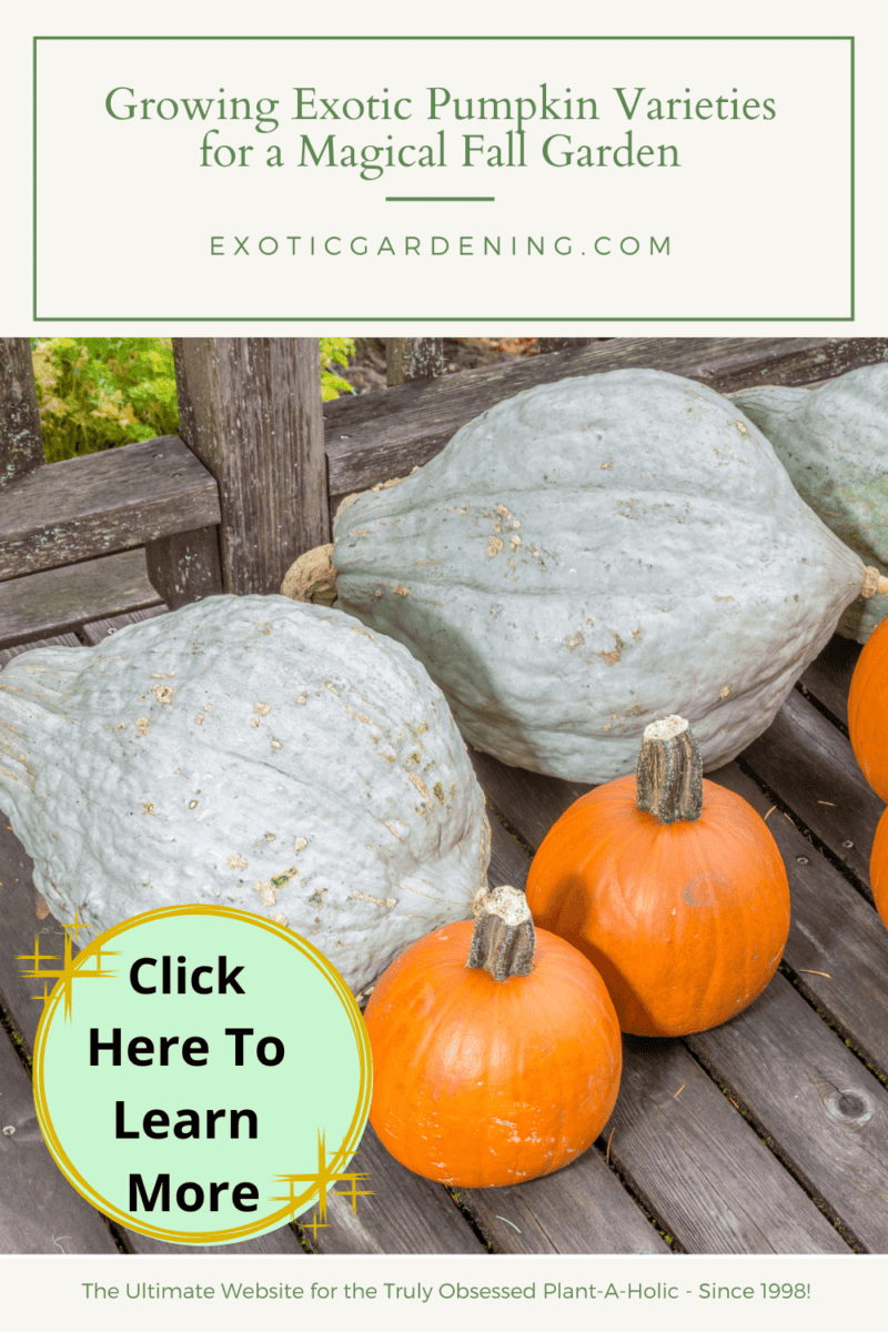 Growing Exotic Pumpkin Varieties for a Magical Fall Garden - Exotic ...