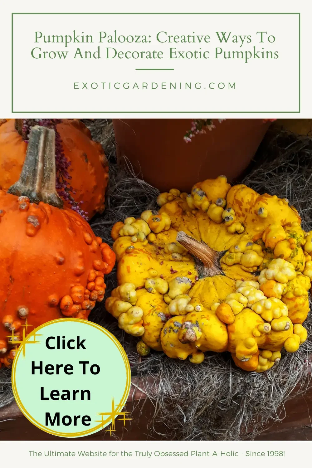 Pumpkin Palooza: Creative Ways To Grow And Decorate Exotic Pumpkins ...