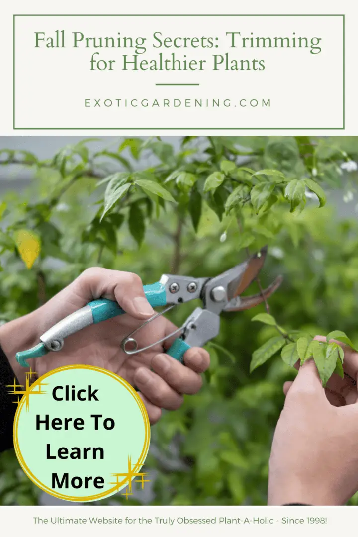 Fall Pruning Secrets: Trimming for Healthier Plants - Exotic Gardening