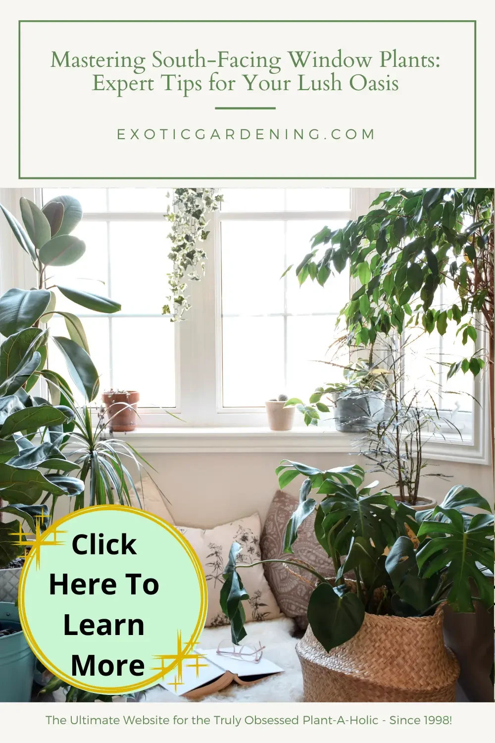 Mastering South-Facing Window Plants: Expert Tips for Your Lush Oasis ...