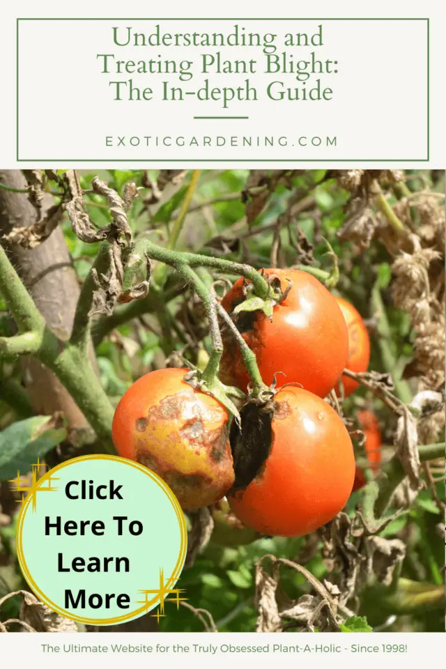 Understanding and Treating Plant Blight: The In-depth Guide - Exotic ...
