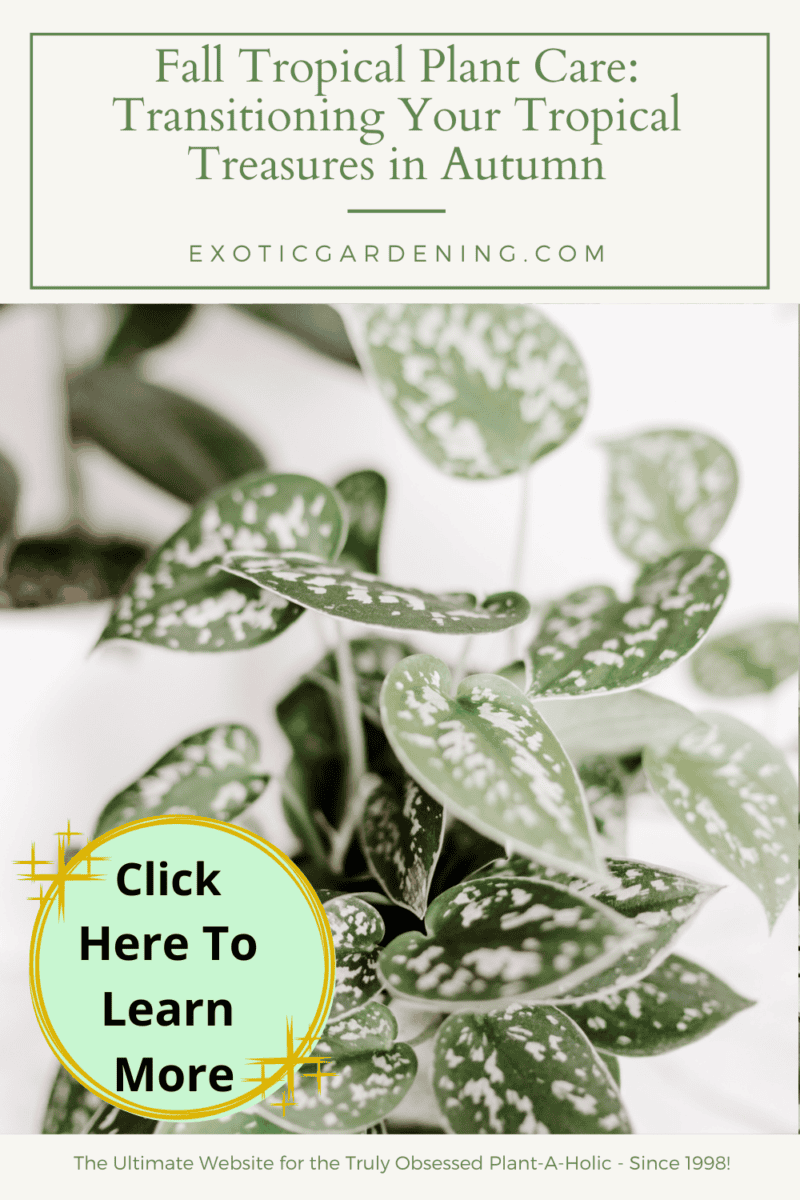 Fall Tropical Plant Care: Transitioning Your Tropical Treasures in ...