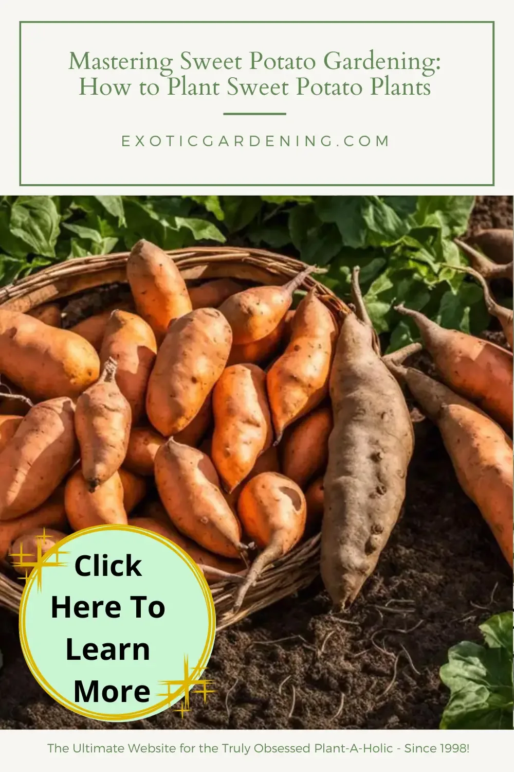 Mastering Sweet Potato Gardening: How to Plant Sweet Potato Plants ...