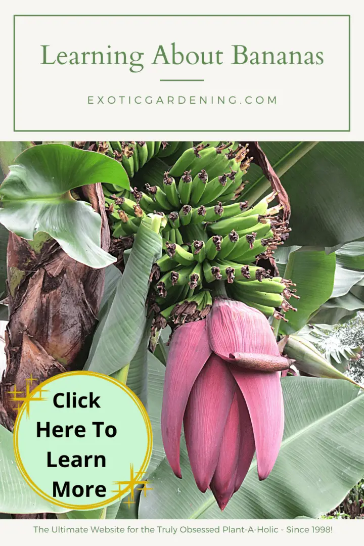 Learning About Bananas - Exotic Gardening