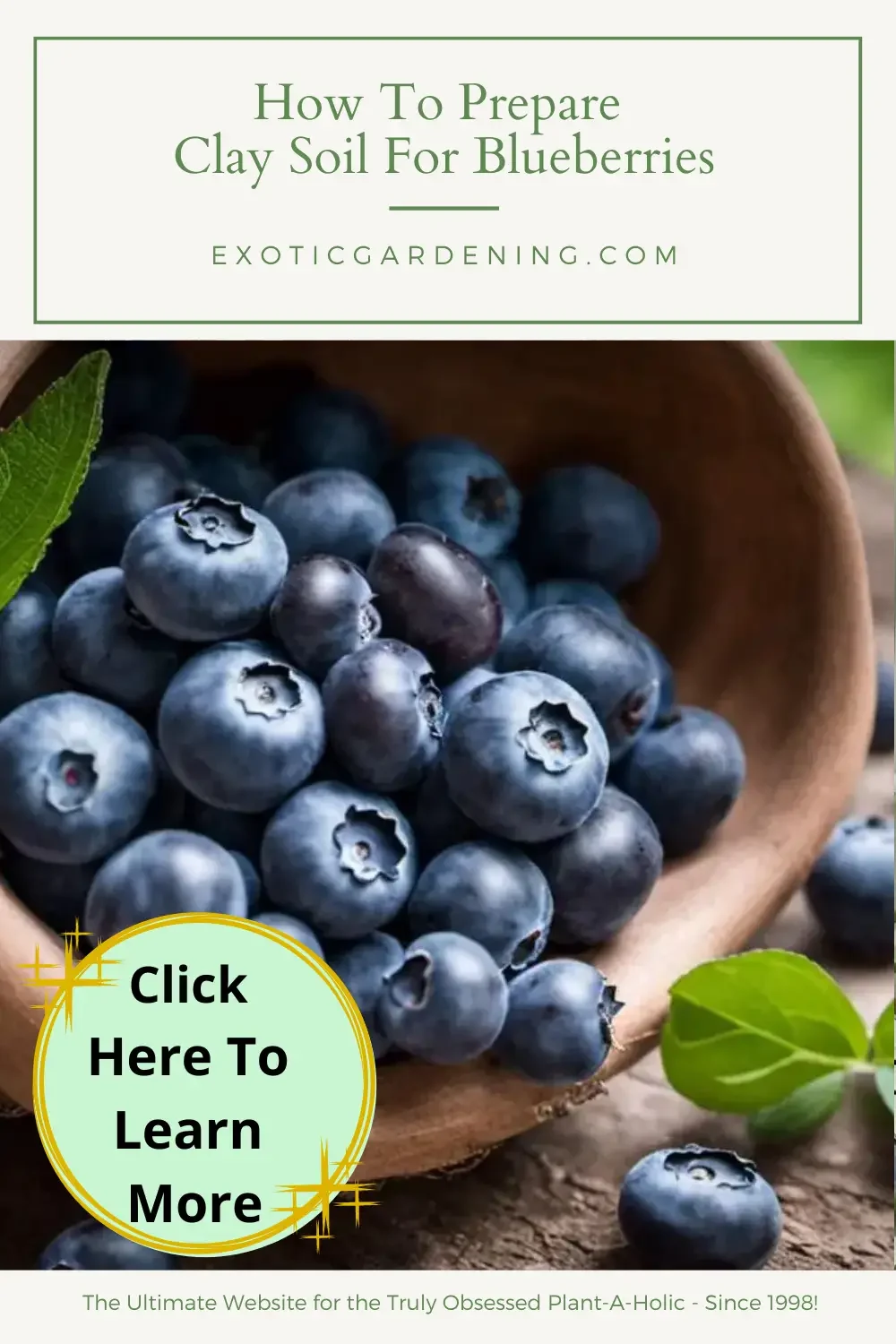 How To Prepare Clay Soil For Blueberries - Exotic Gardening