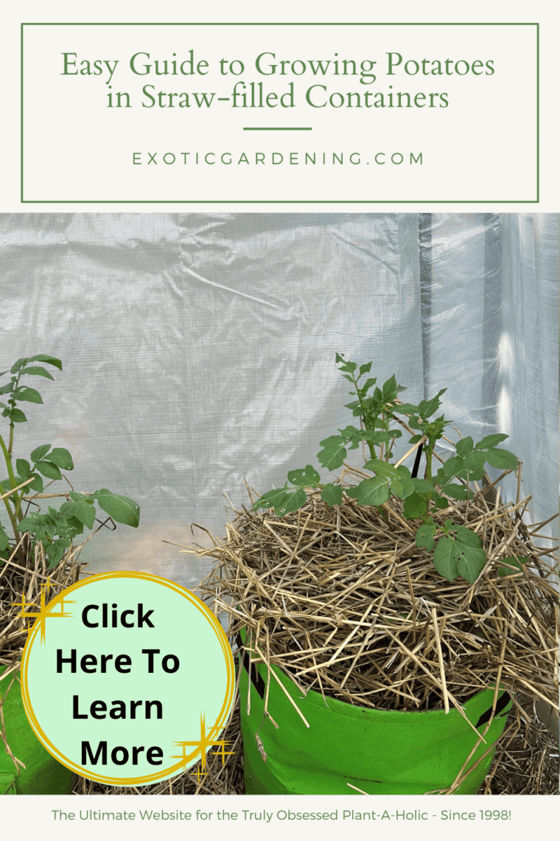 Easy Guide to Growing Potatoes in Straw-filled Containers - Exotic ...