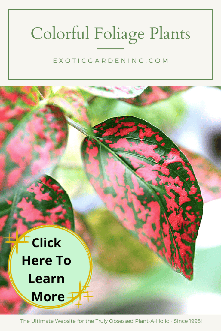 Colorful Foliage Plants - Exotic Gardening