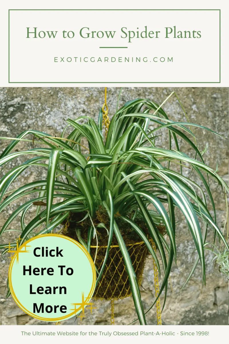 How to Grow Spider Plants - Exotic Gardening