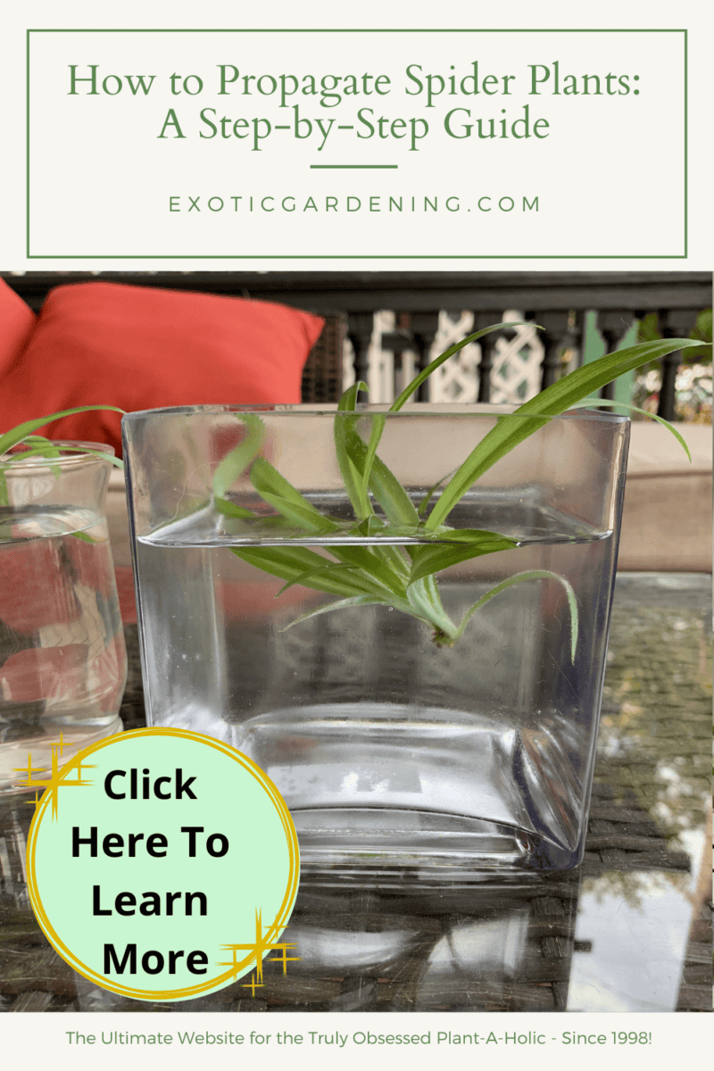 How to Propagate Spider Plants: A Step-by-Step Guide - Exotic Gardening