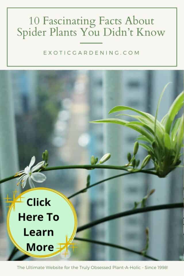 10 Fascinating Facts About Spider Plants You Didn’t Know - Exotic Gardening