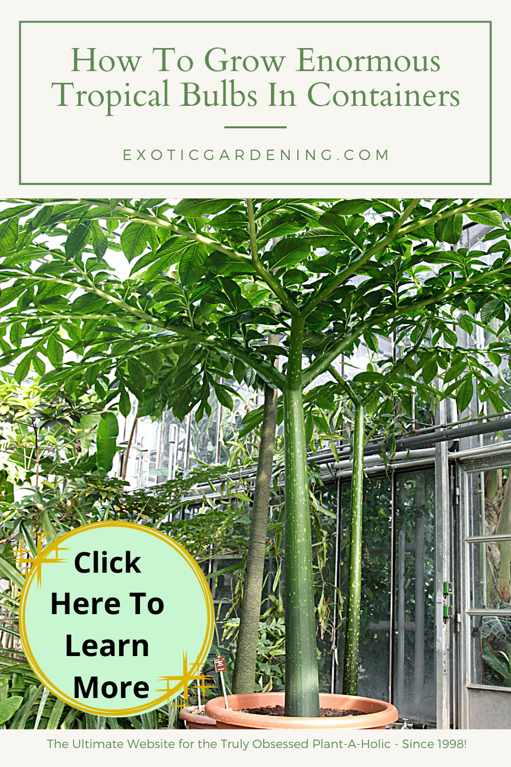 How To Grow Enormous Tropical Bulbs In Containers - Exotic Gardening