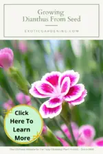 Growing Dianthus From Seed - Exotic Gardening