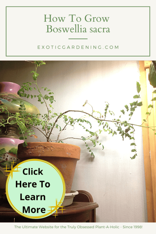 How To Grow Boswellia sacra - Exotic Gardening