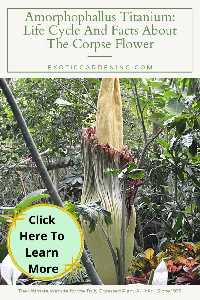 Amorphophallus Titanium: Life Cycle And Facts About The Corpse Flower ...