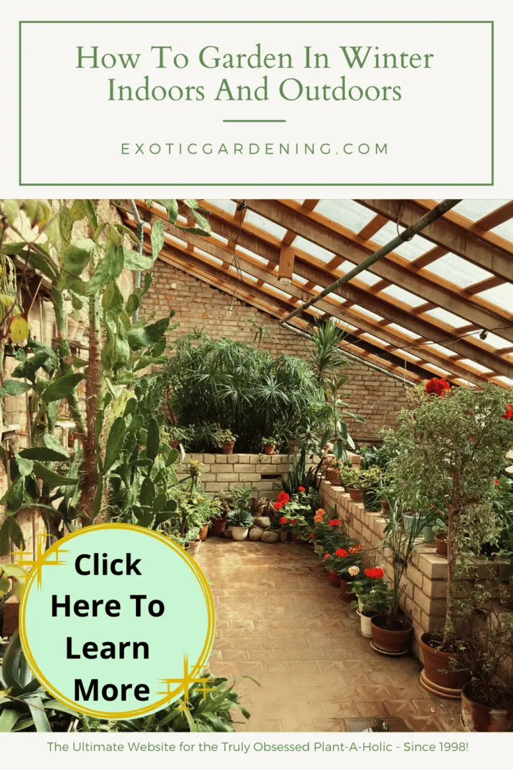 How To Garden In Winter Indoors And Outdoors - Exotic Gardening