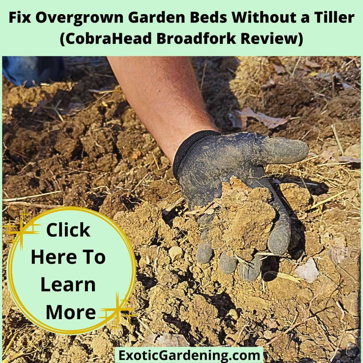 Fix Overgrown Garden Beds Without a Tiller (CobraHead Broadfork Review) - Exotic Gardening
