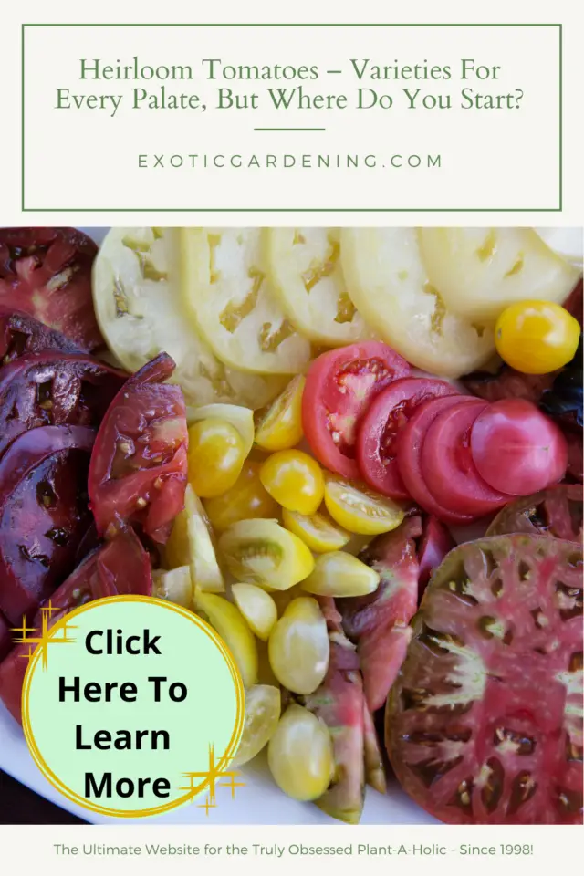 Heirloom Tomatoes – Varieties For Every Palate, But Where Do You Start ...