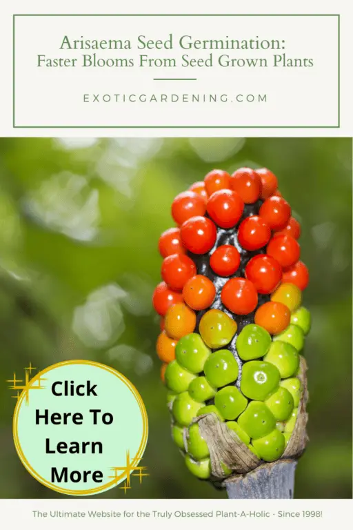 Arisaema Seed Germination: Faster Blooms From Seed Grown Plants ...