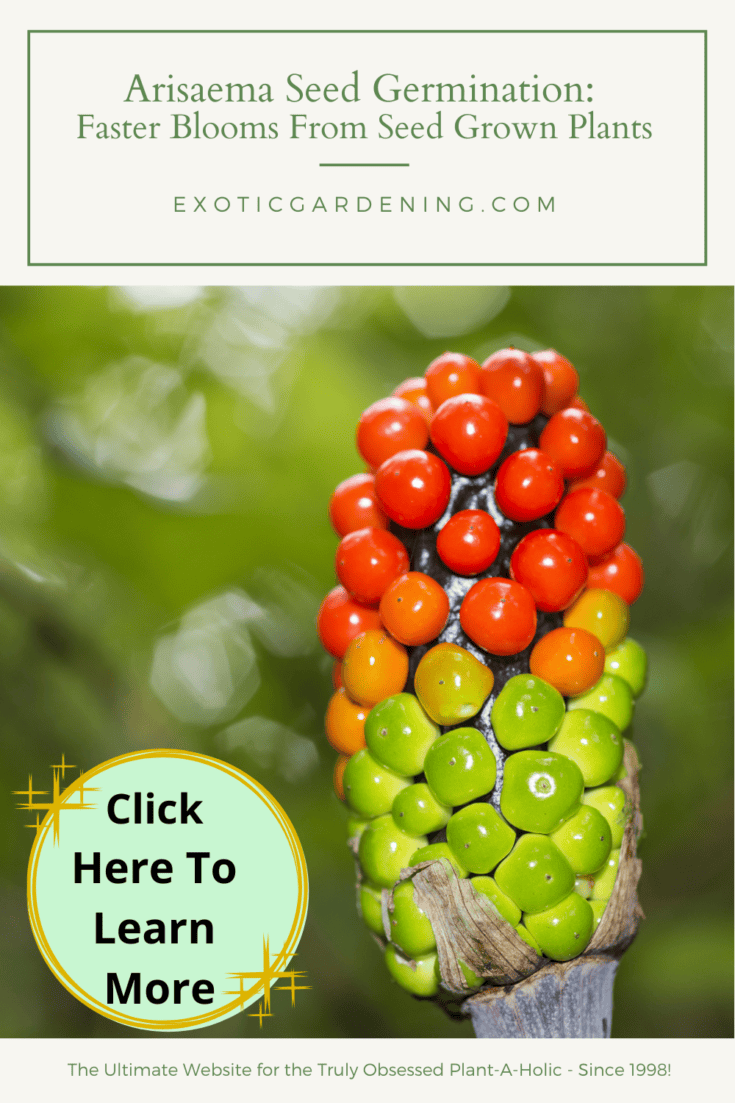 Arisaema Seed Germination: Faster Blooms From Seed Grown Plants ...