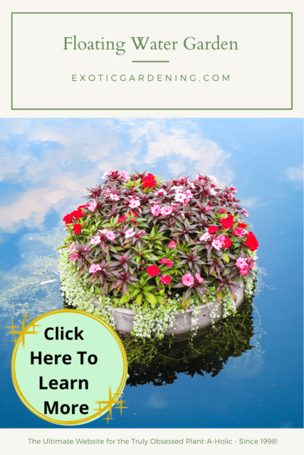 Floating Water Garden - Exotic Gardening