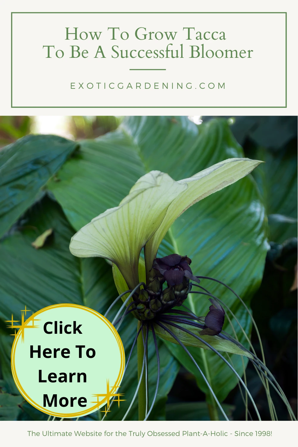 How To Grow Tacca To Be A Successful Bloomer - Exotic Gardening