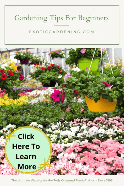 Gardening Tips For Beginners - Exotic Gardening