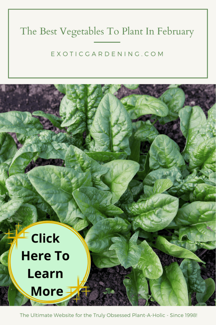 The Best Vegetables To Plant In February - Exotic Gardening
