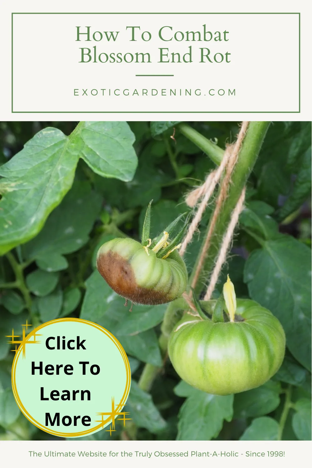 How To Combat Blossom End Rot - Exotic Gardening