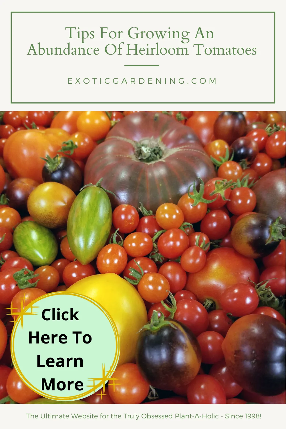 Tips For Growing An Abundance Of Heirloom Tomatoes - Exotic Gardening