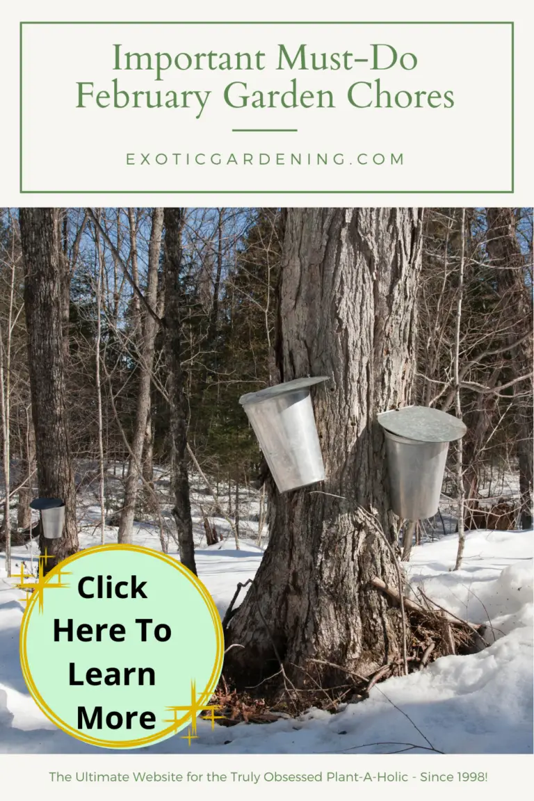 Important Must-Do February Garden Chores - Exotic Gardening