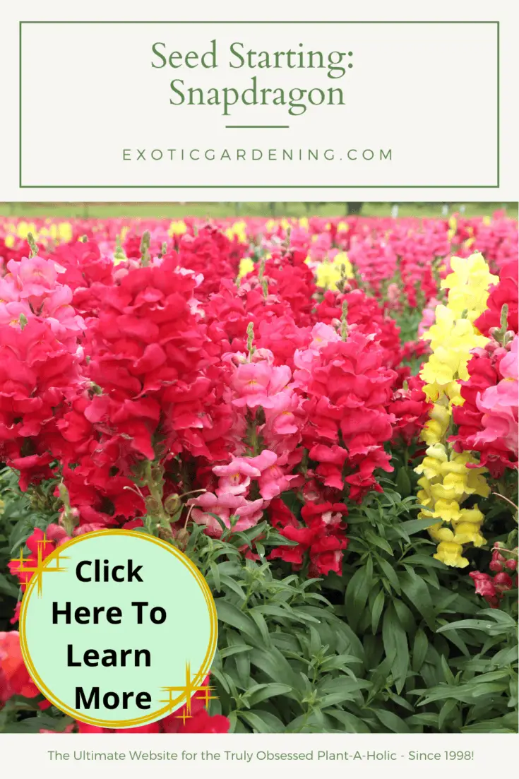 Seed Starting: Snapdragon - Exotic Gardening