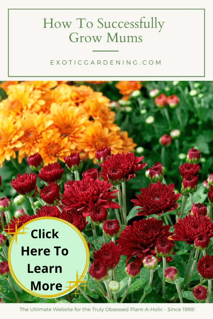 How To Successfully Grow Mums - Exotic Gardening