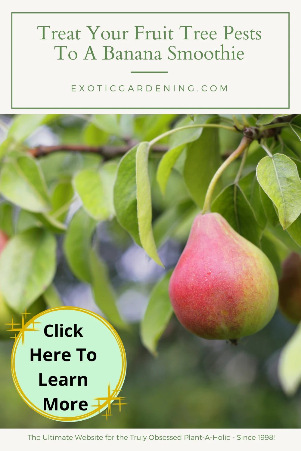 Treat Your Fruit Tree Pests To A Banana Smoothie - Exotic Gardening