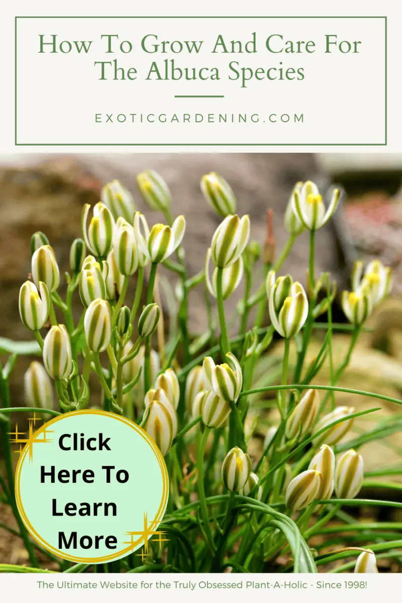How To Grow And Care For The Albuca Species - Exotic Gardening