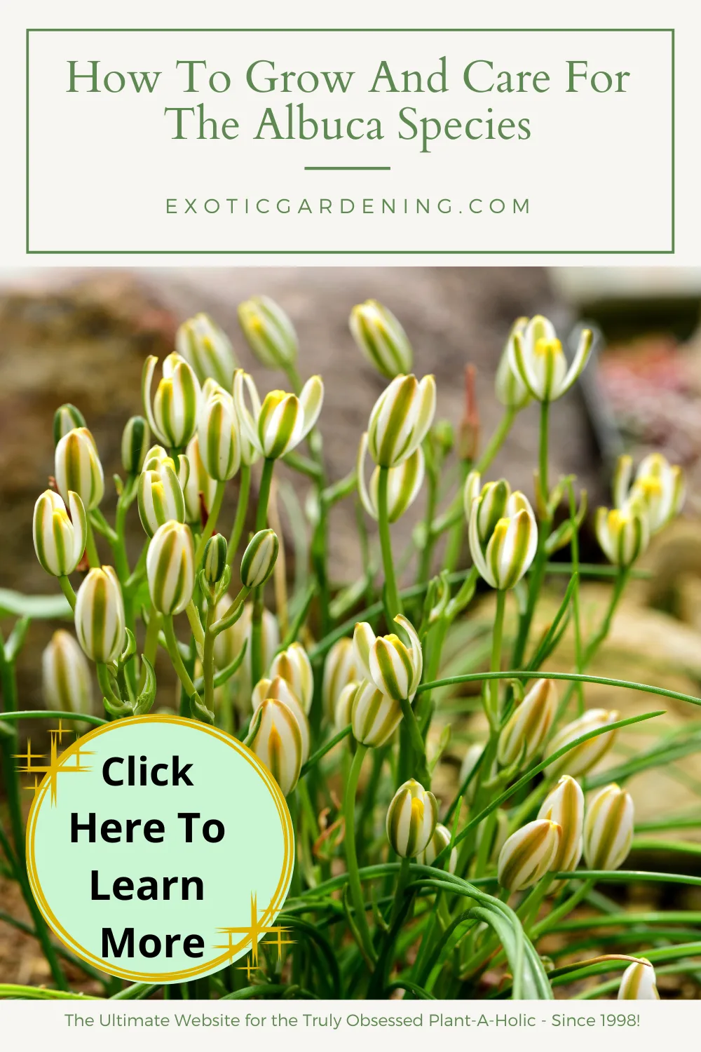 How To Grow And Care For The Albuca Species - Exotic Gardening