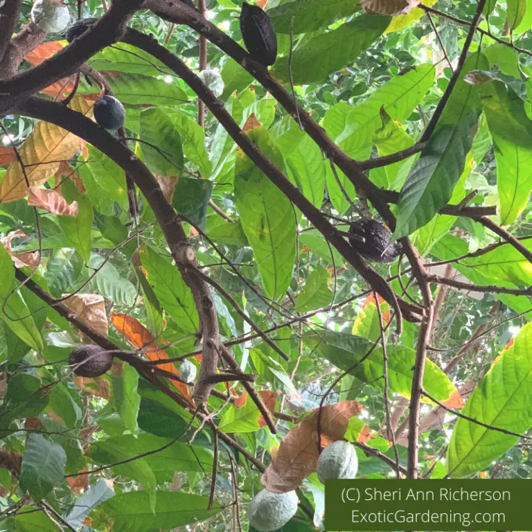 My Theobroma cacao Story - Exotic Gardening