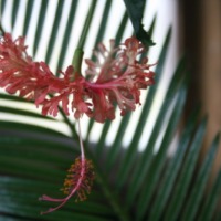 Scented Grass Adds Natural Fragrance To The Home Or Garden - Exotic ...