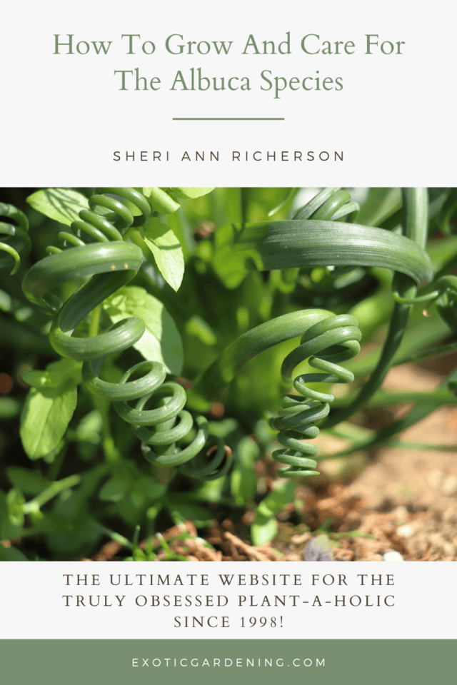 How To Grow And Care For The Albuca Species - Exotic Gardening