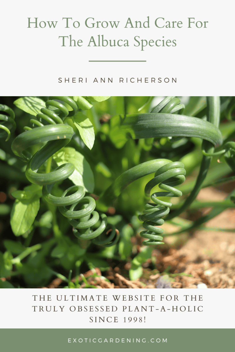 How To Grow And Care For The Albuca Species - Exotic Gardening