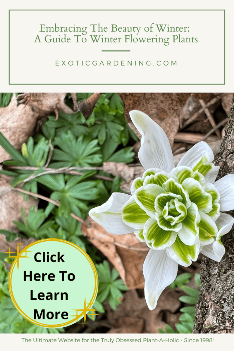 Embracing The Beauty of Winter: A Guide To Winter Flowering Plants ...