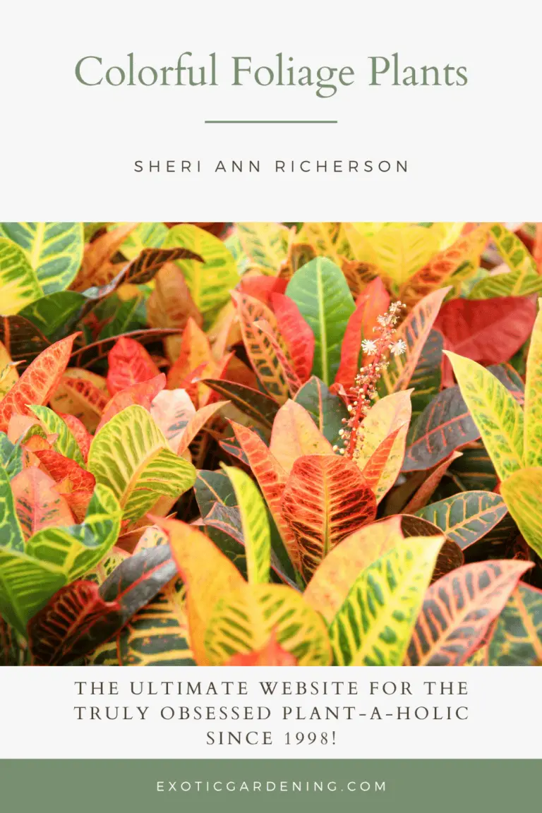 Colorful Foliage Plants - Exotic Gardening